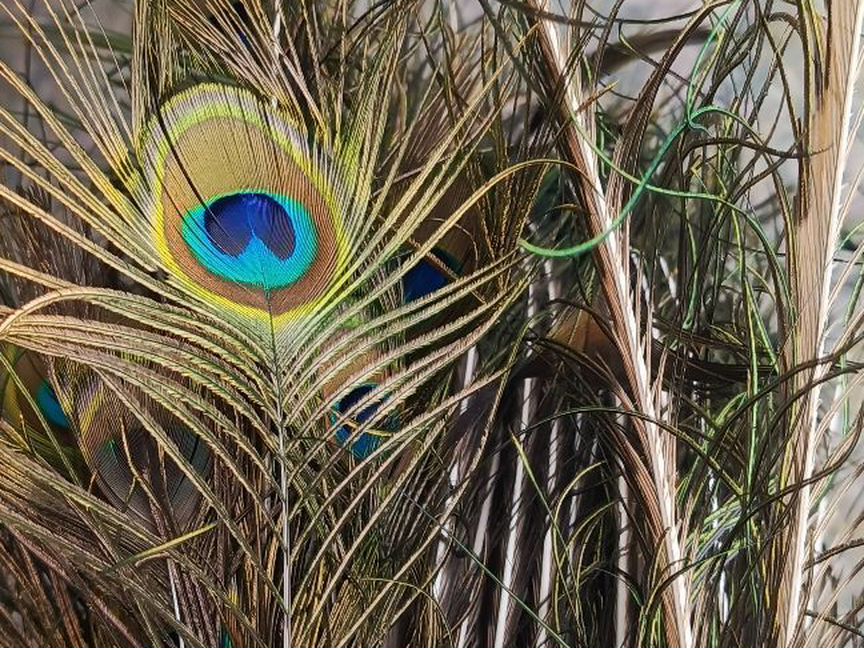 Перо павлина