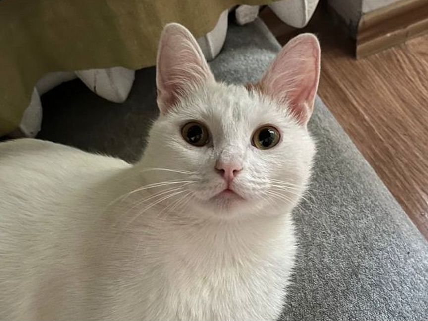 Бело-рыжий котик 1 годик
