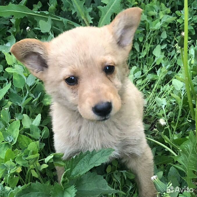 Луша в добрые руки