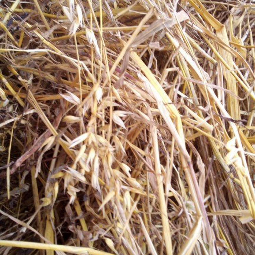 Сено овсяное с колоском
