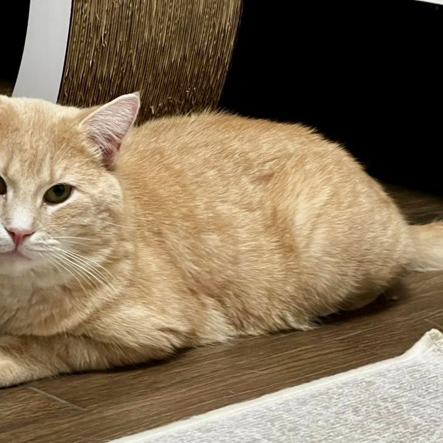 Кот в добрые руки