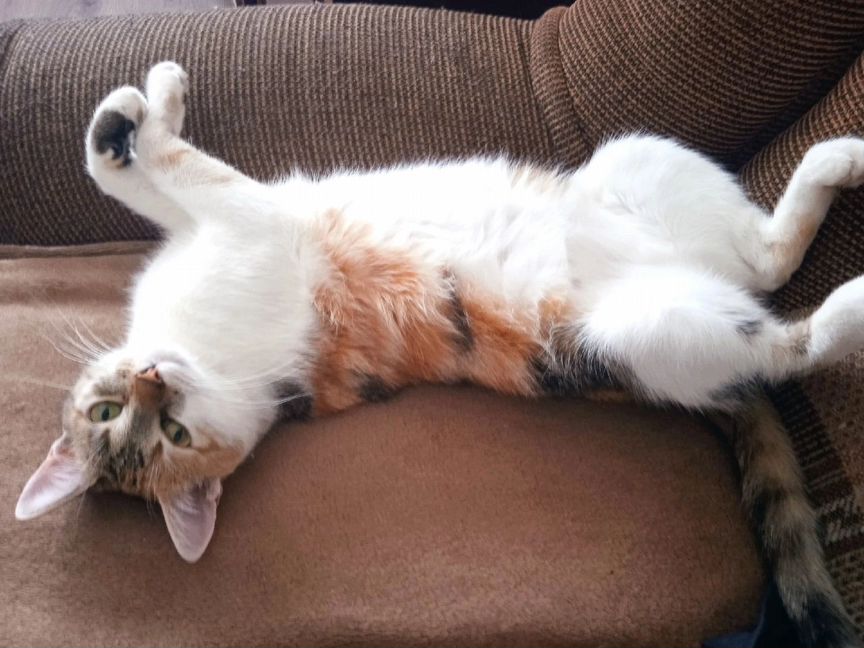 Кошка