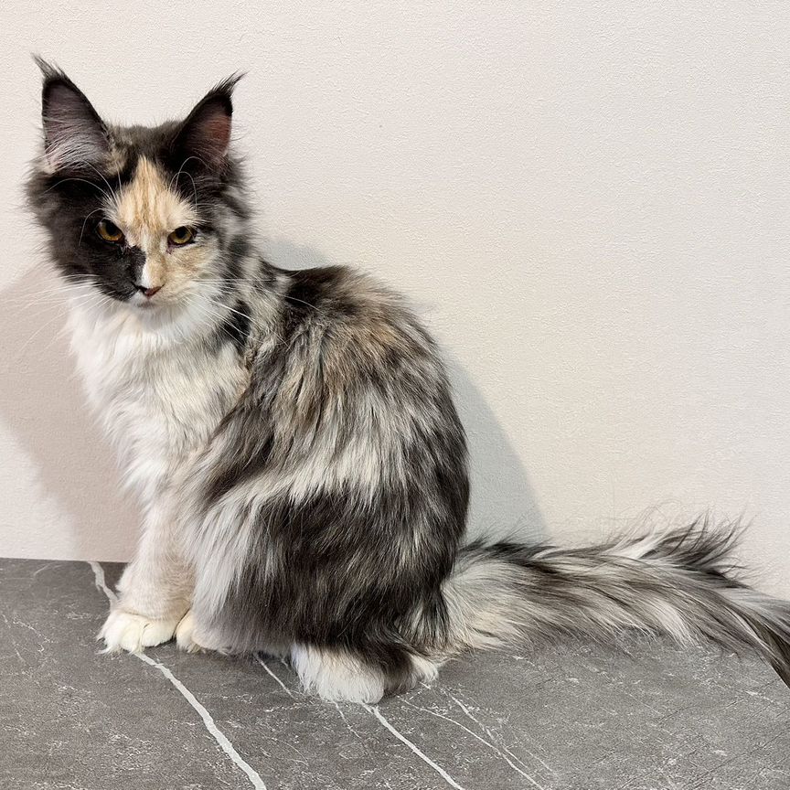 Котята мэйн кун москва