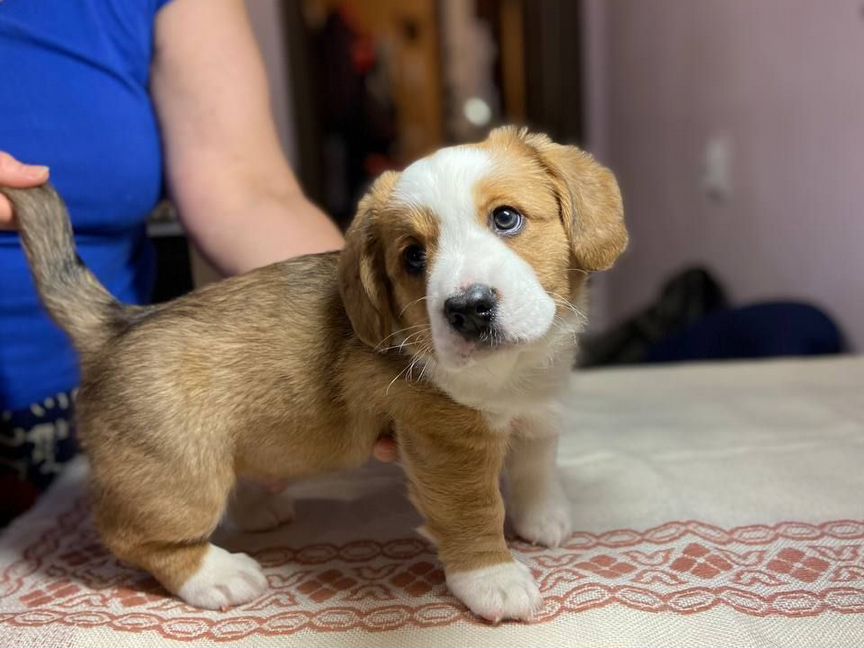 Вельш-корги щенки