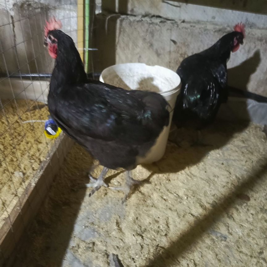 Петух Австролорп