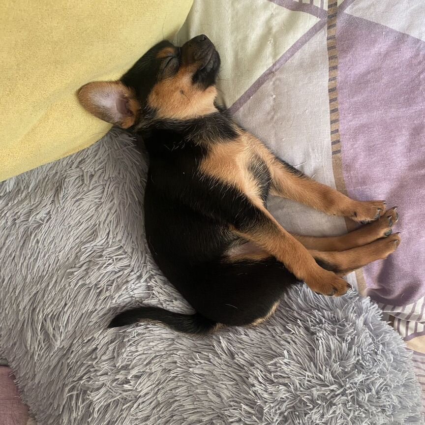 Щенок маленькой собаки