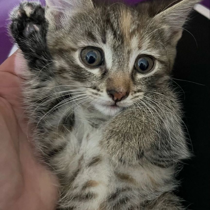 Отдам котят в добрые руки