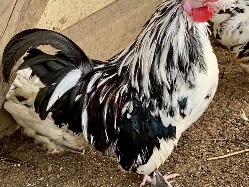 Молодые Пети (карлики )