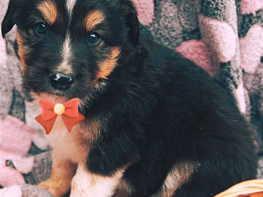 Лили ждёт хозяина