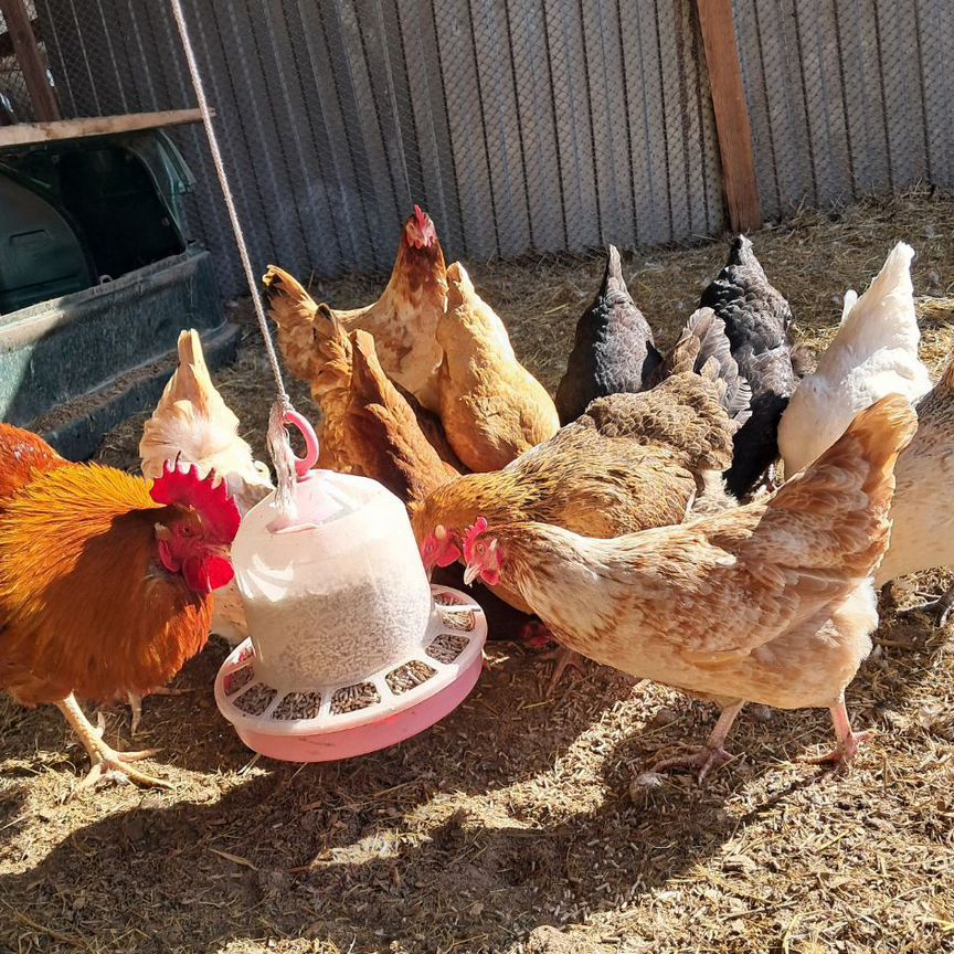 Куры несушки