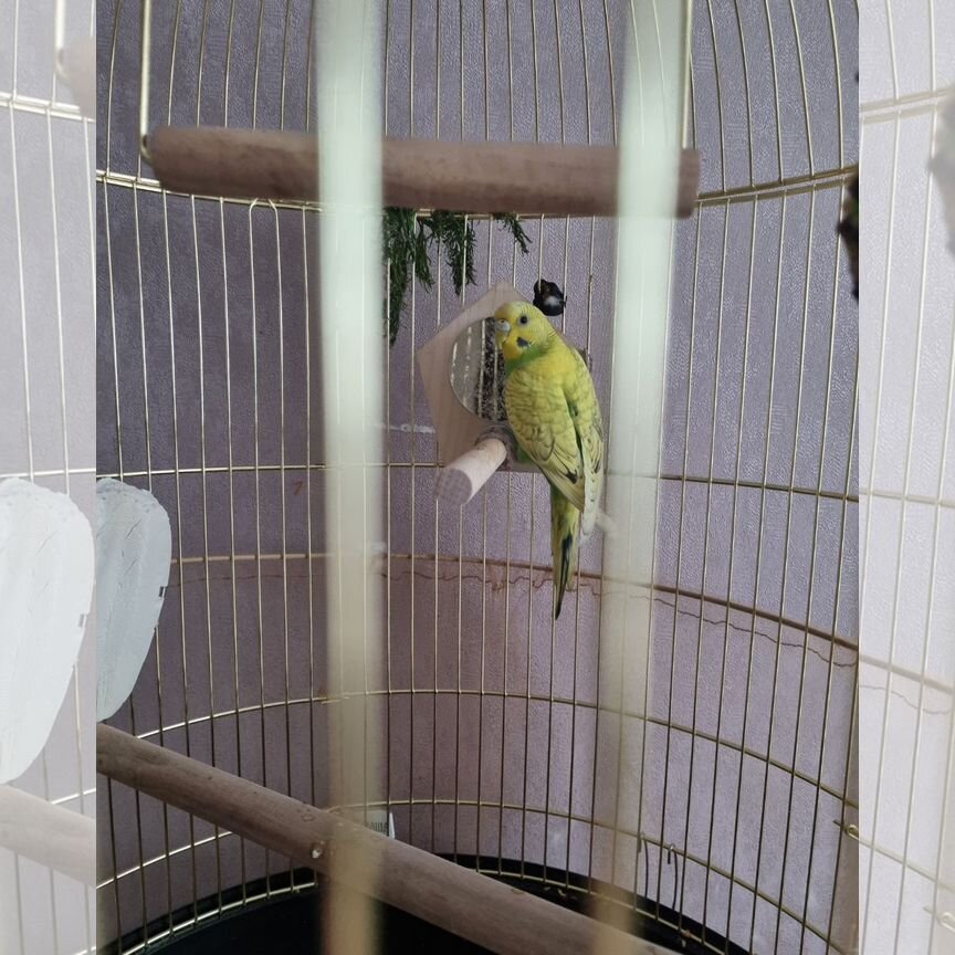 Волнистый попугай с клеткой