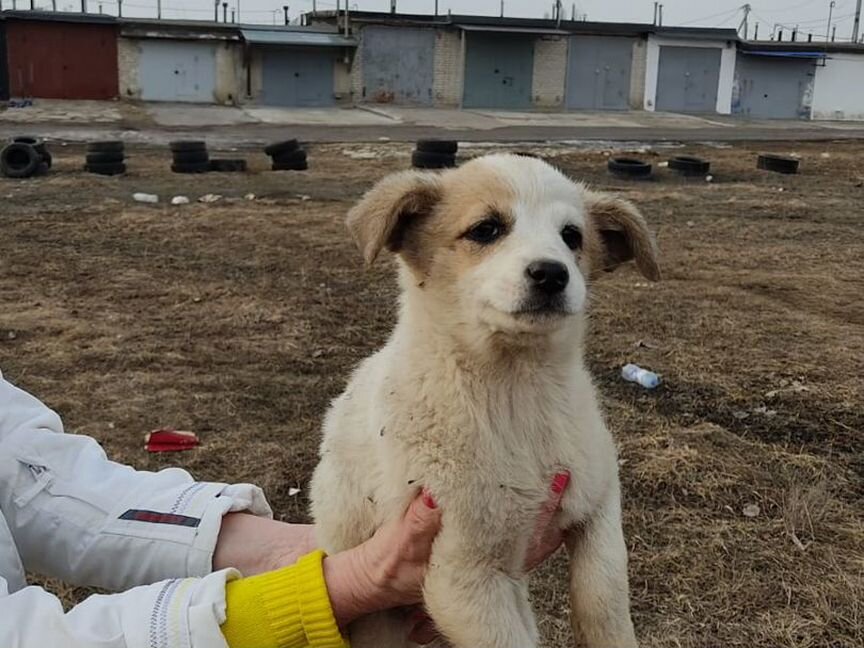 Щенки В добрые руки