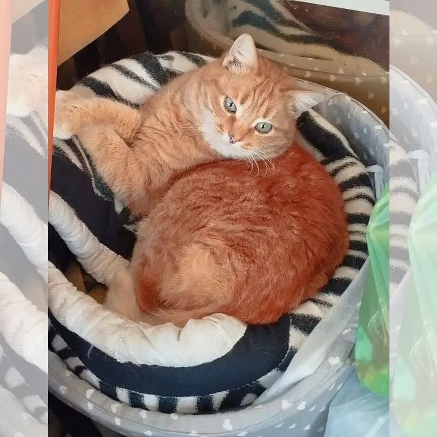 Взрослая, кошка в добрые руки