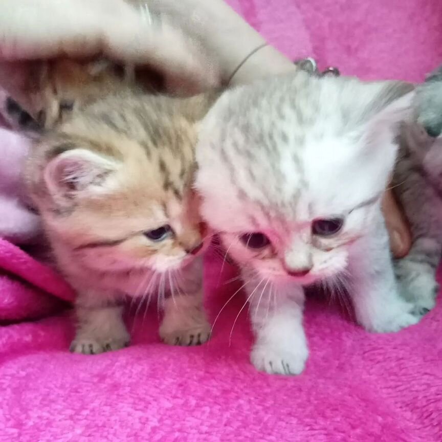 Шотландский вислоухий короткошёрстный котёнок