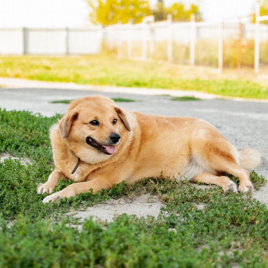 Собака Пальма в добрые руки