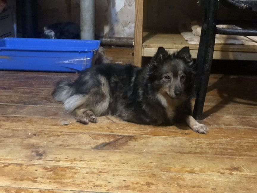 Маленькая собака в добрые руки