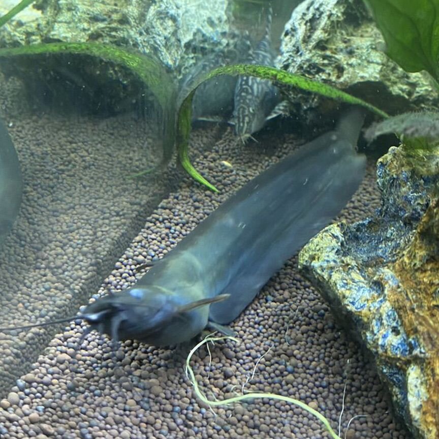 Сом мешкожаберный