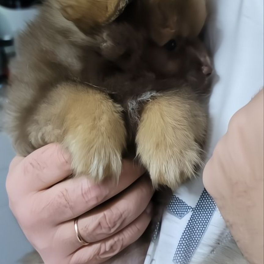 Померанский шпиц, щенок