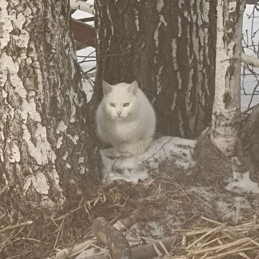 В лесу замерзает кот