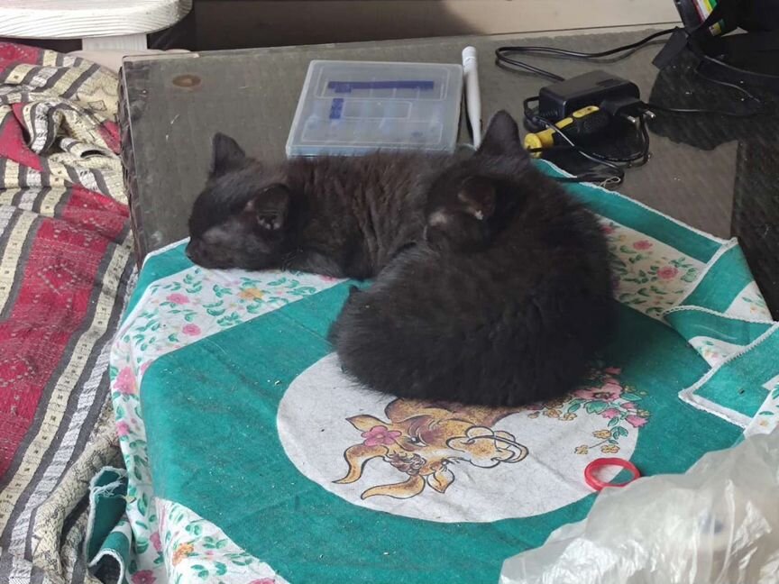 Кошки в добрые руки