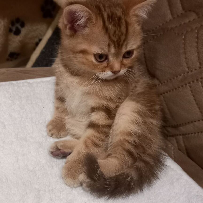 Британский котик 1,5мес