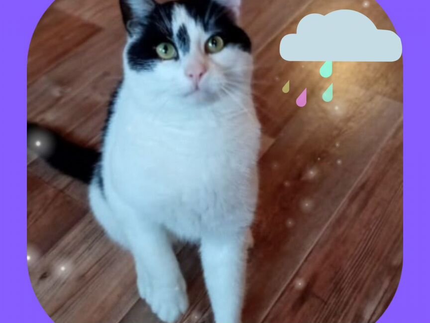 Дрессированный котик. Котенок Кошка кошечка