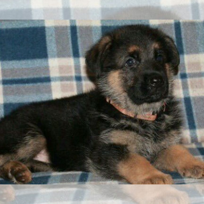 Лучшие друзья