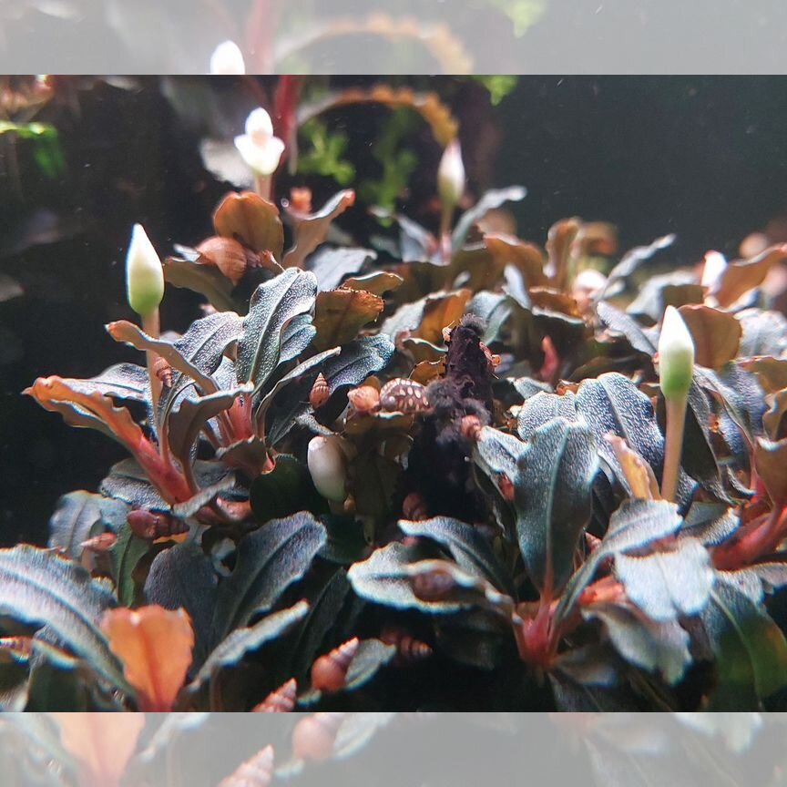 Теодоксус улитка аквариумная