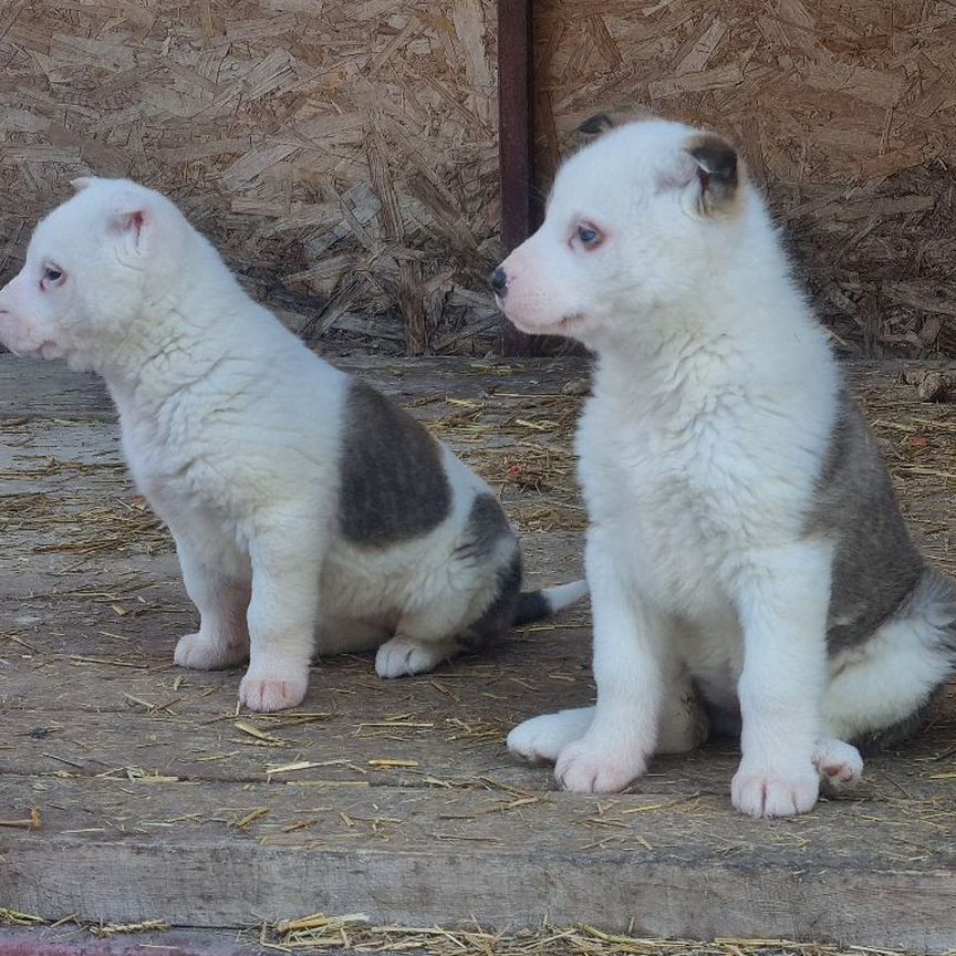 Лайка, щенок