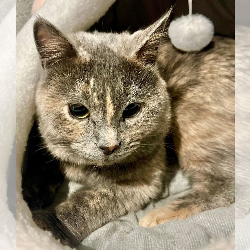 Британская короткошёрстная, взрослая кошка