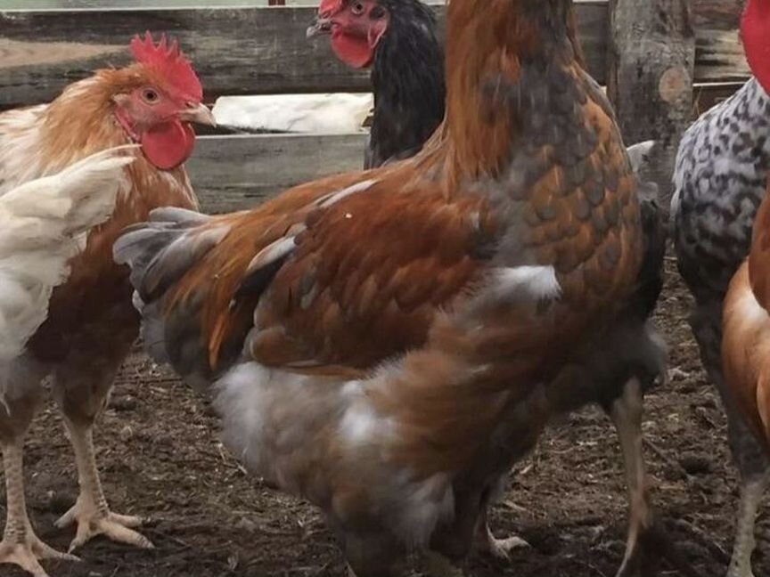 Продам петуха