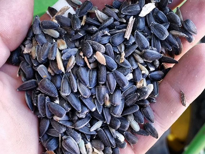 Семечки подсолнечника