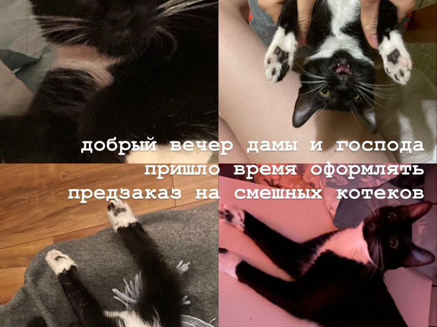 Котята кота в пиджаке