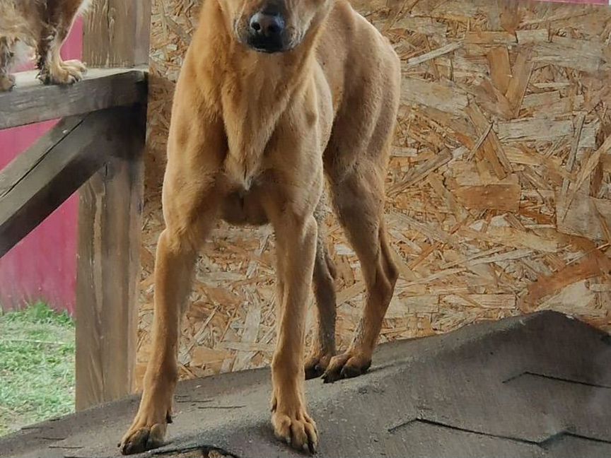 Одинокий пес Лео живет в приюте