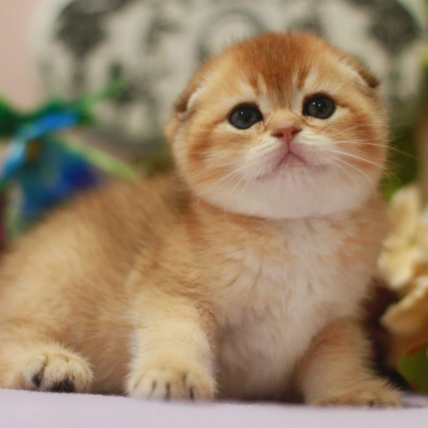 Шотландские котята с документами