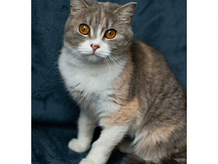 Кошка стерилизована 2 года