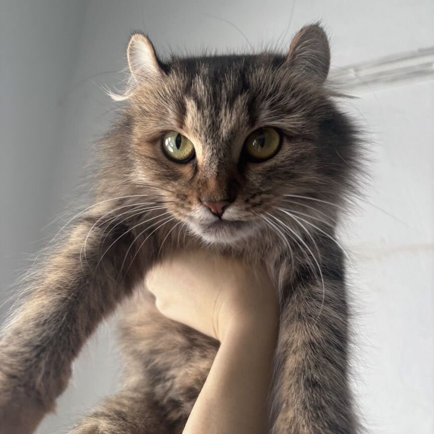 Чья кошка