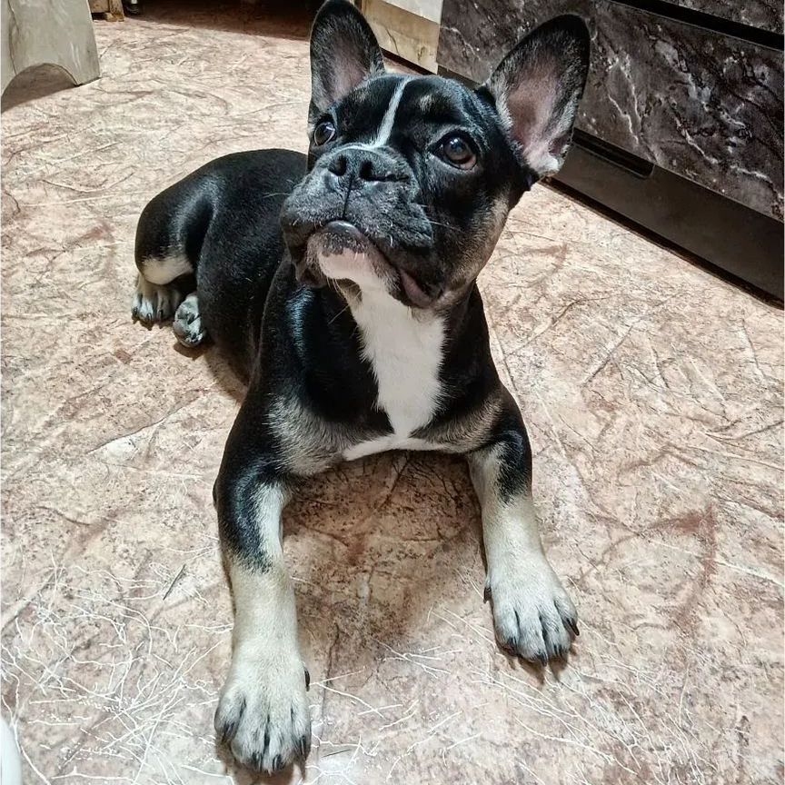 Французский бульдог, щенок