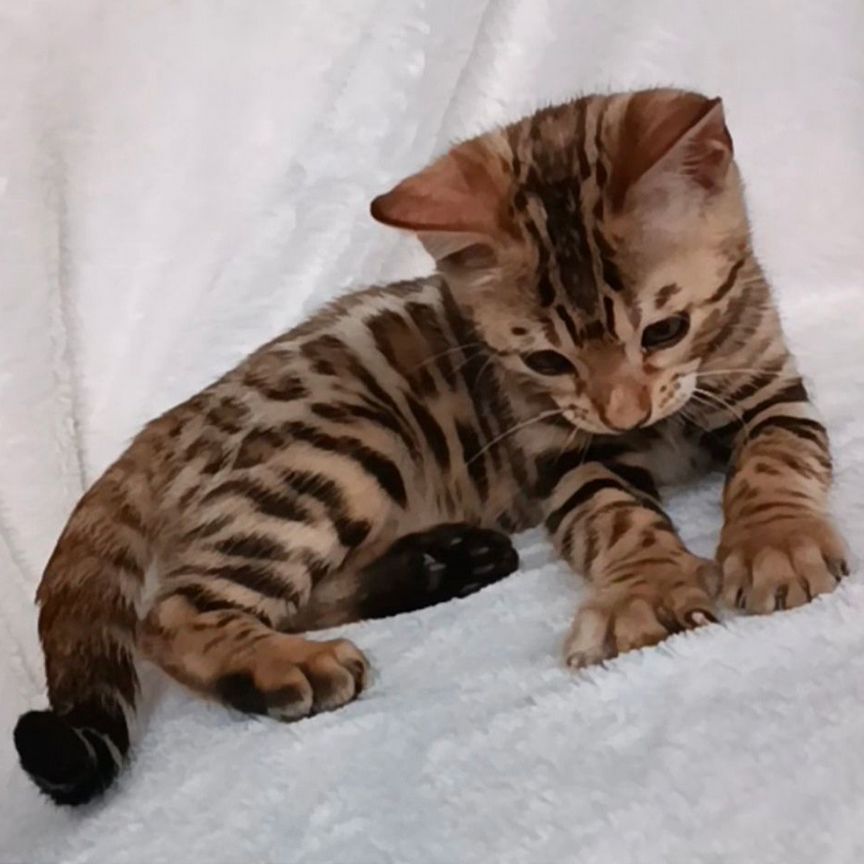 Бенгальские котята