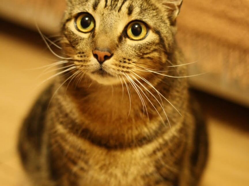 Кот Мурза в добрые руки бесплатно