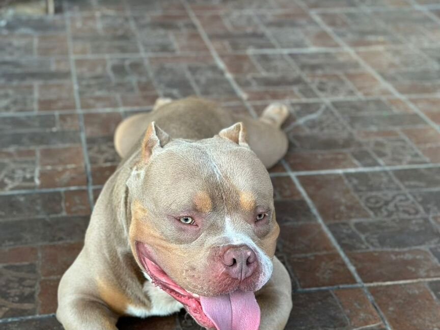 Аи. Булли вязка