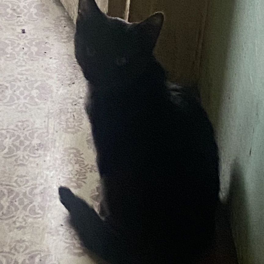 Черныш в добрые руки