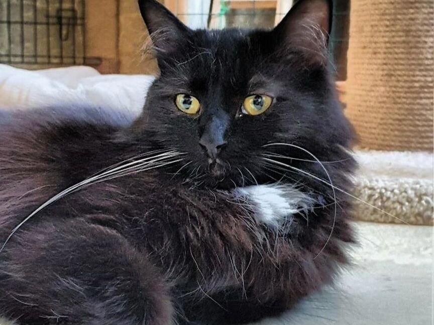 Красавице нужен дом