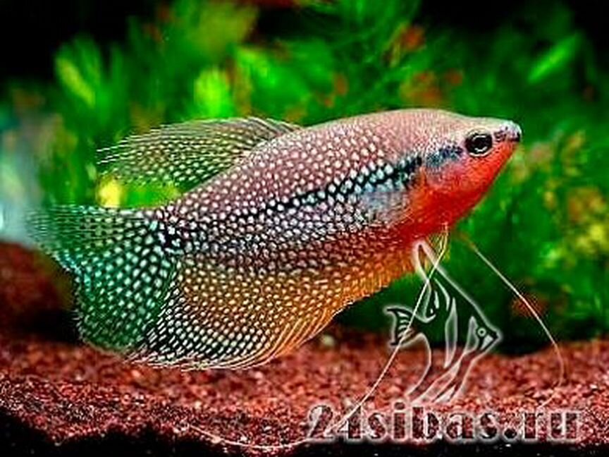 Гурами жемчужный