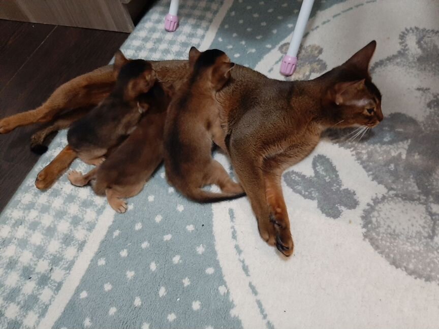 Аббисинские котята