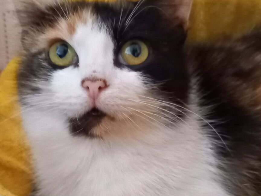 Кошечка ищет дом