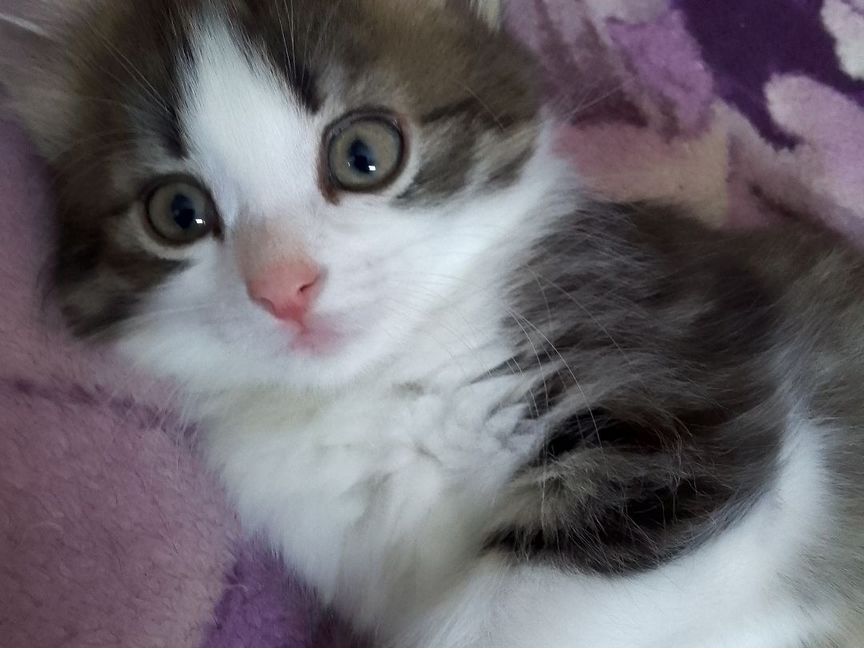 Кошки в добрые руки бесплатно