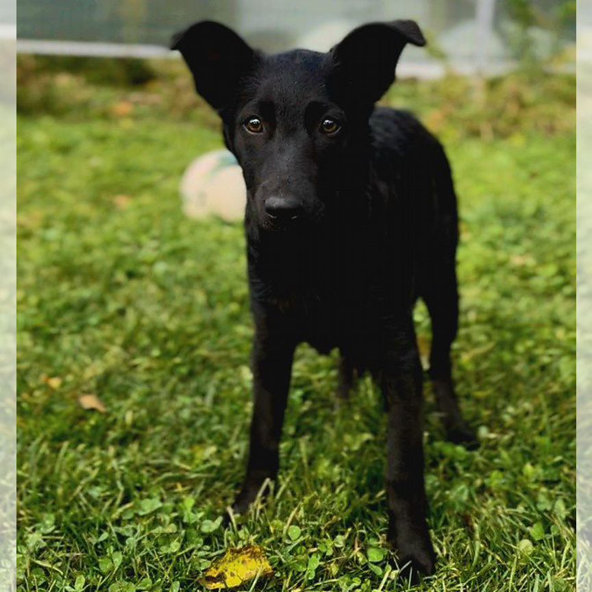 Щенок в добрые руки