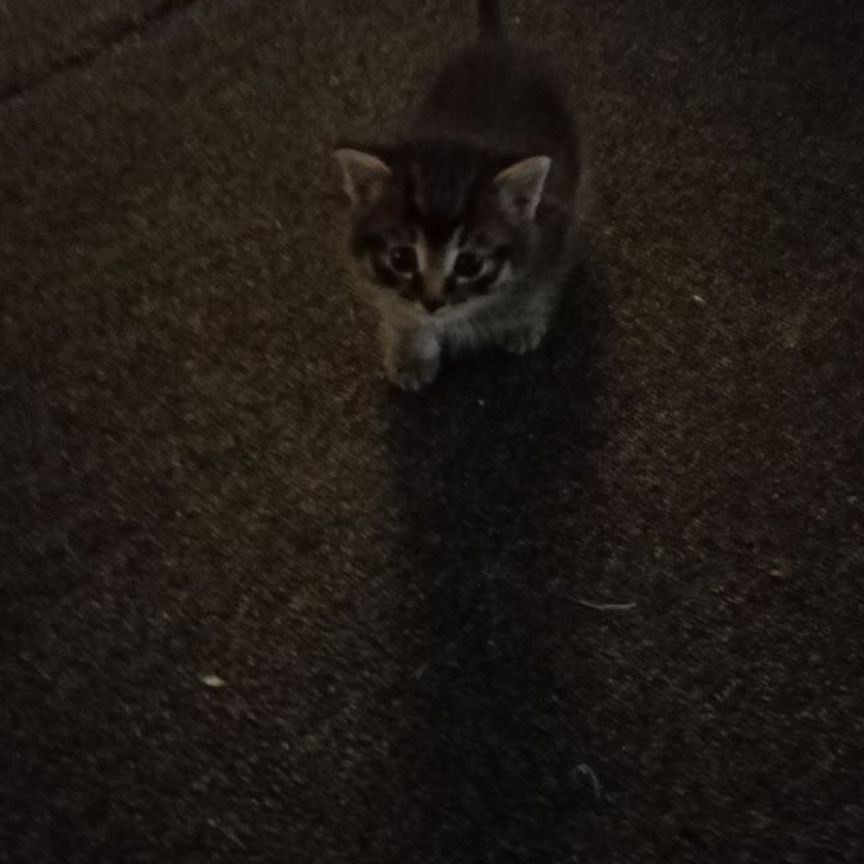 Котенок