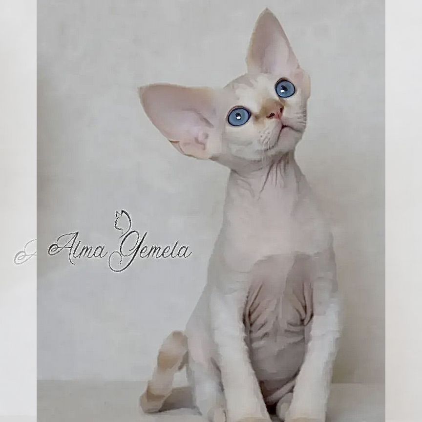 Девон-рекс котёнок